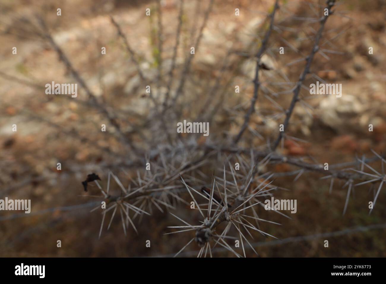 Planta espinhos hi-res stock photography and images - Alamy