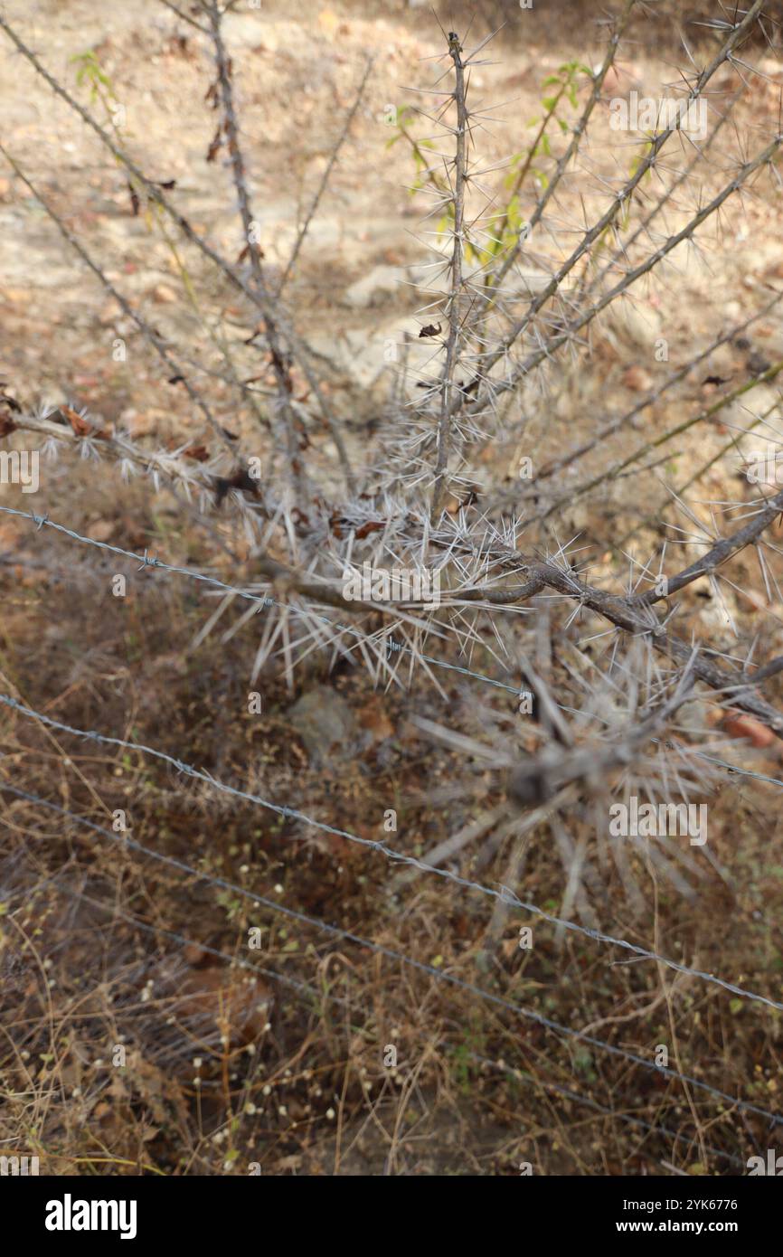 Planta espinhos hi-res stock photography and images - Alamy