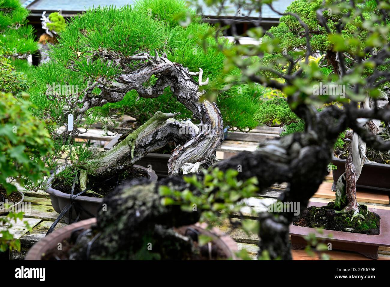 Bonsai Museum Tokyo Stock Photo - Alamy