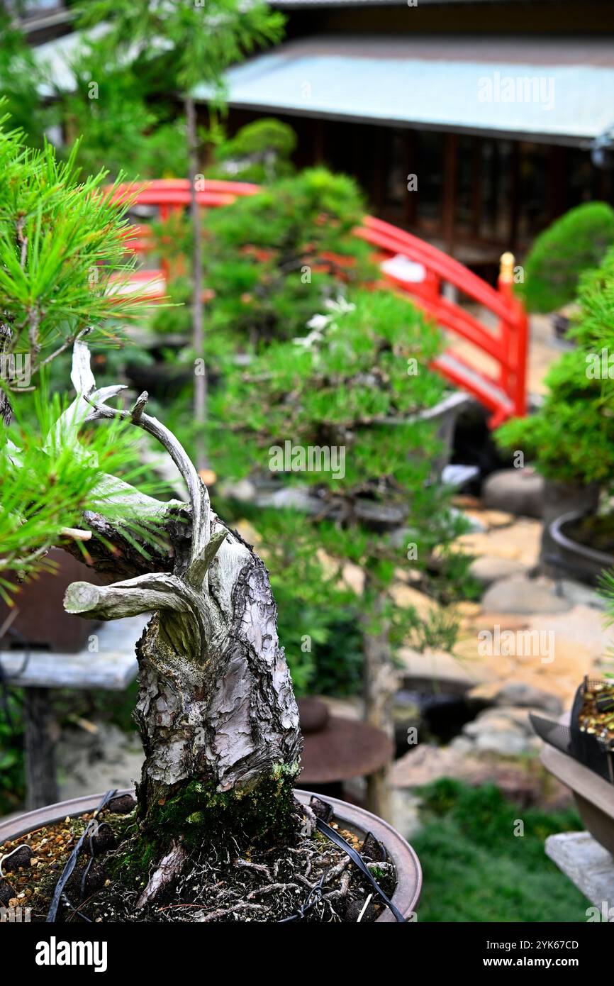 Bonsai Museum Tokyo Stock Photo - Alamy
