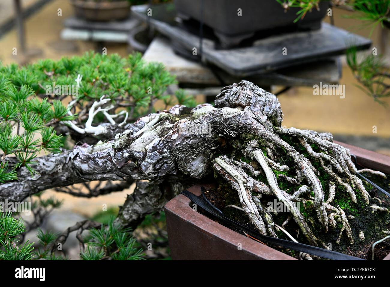 Bonsai Museum Tokyo Stock Photo - Alamy
