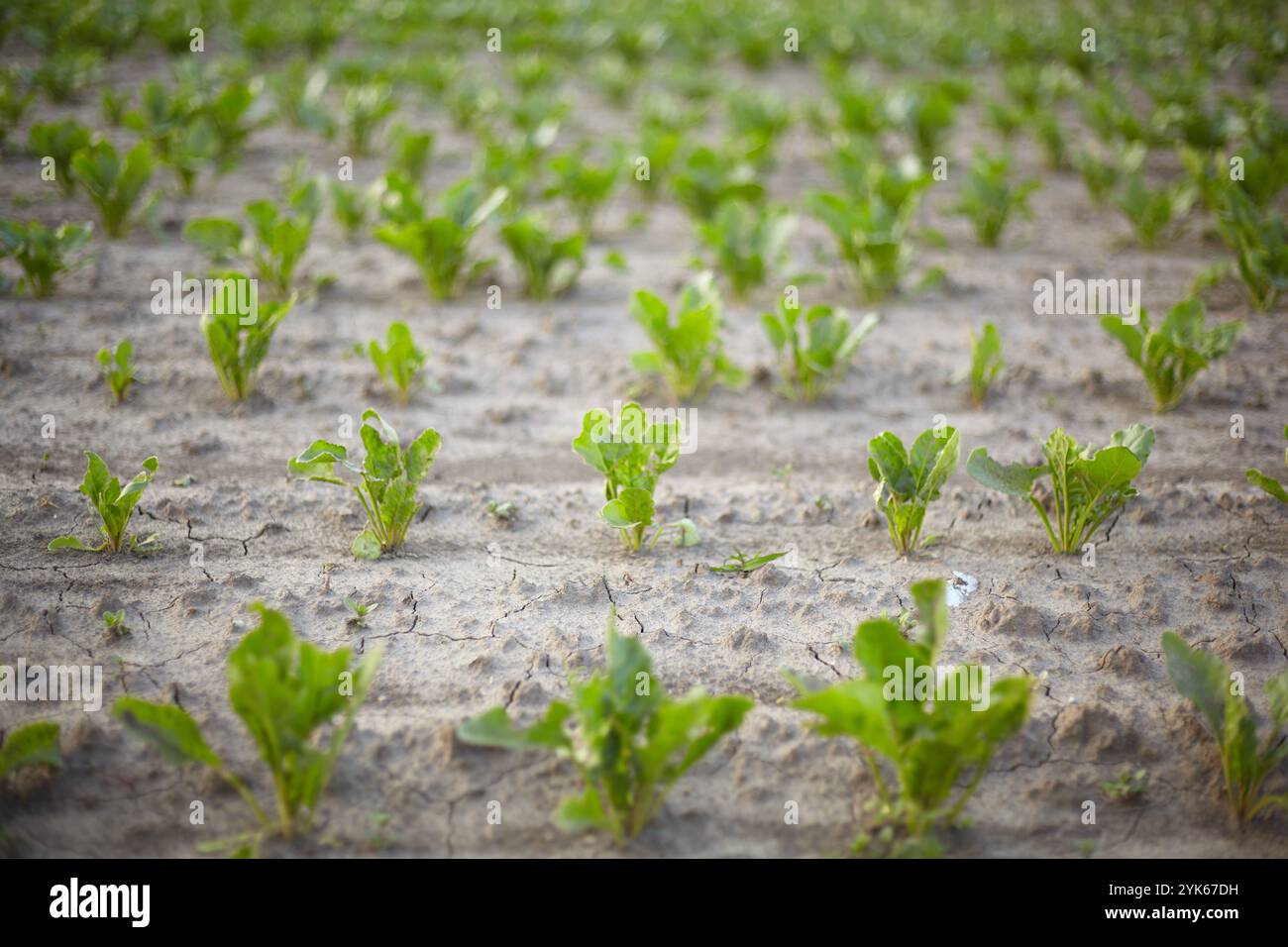 Young sugar beet disease hi-res stock photography and images - Alamy