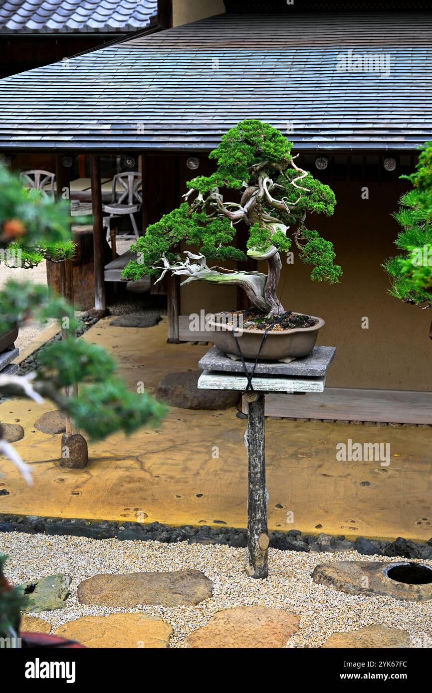 Bonsai Museum Tokyo Stock Photo - Alamy