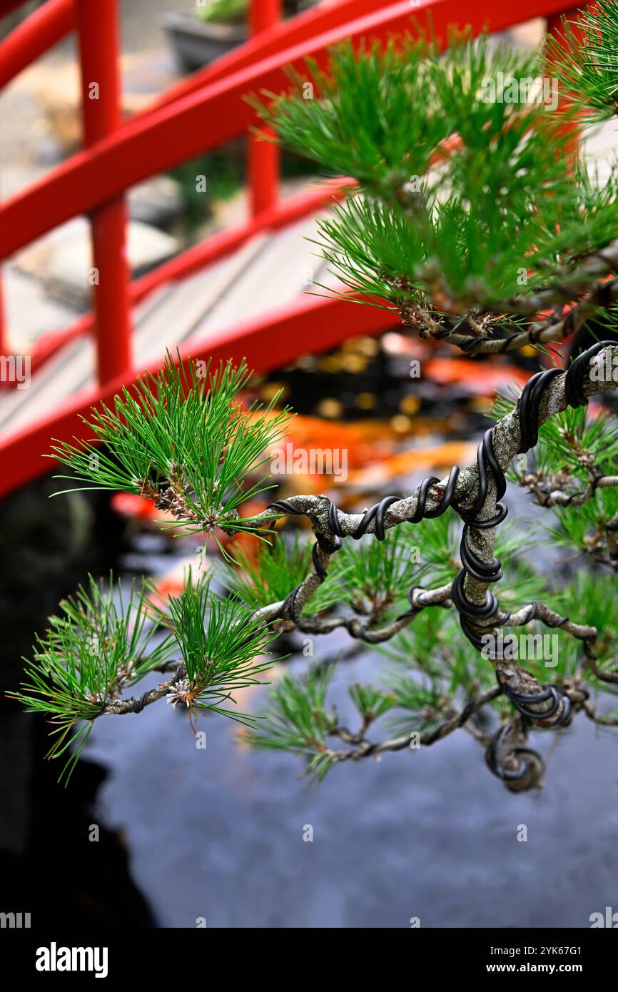Bonsai Museum Tokyo Stock Photo - Alamy