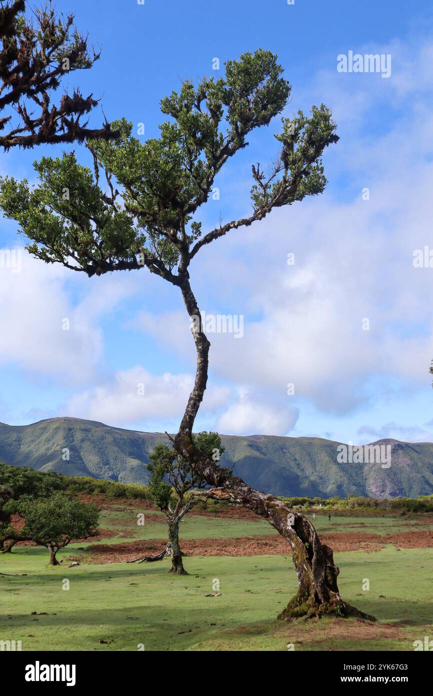 Laurel tree, Fanal forest, Madeira Stock Photo - Alamy