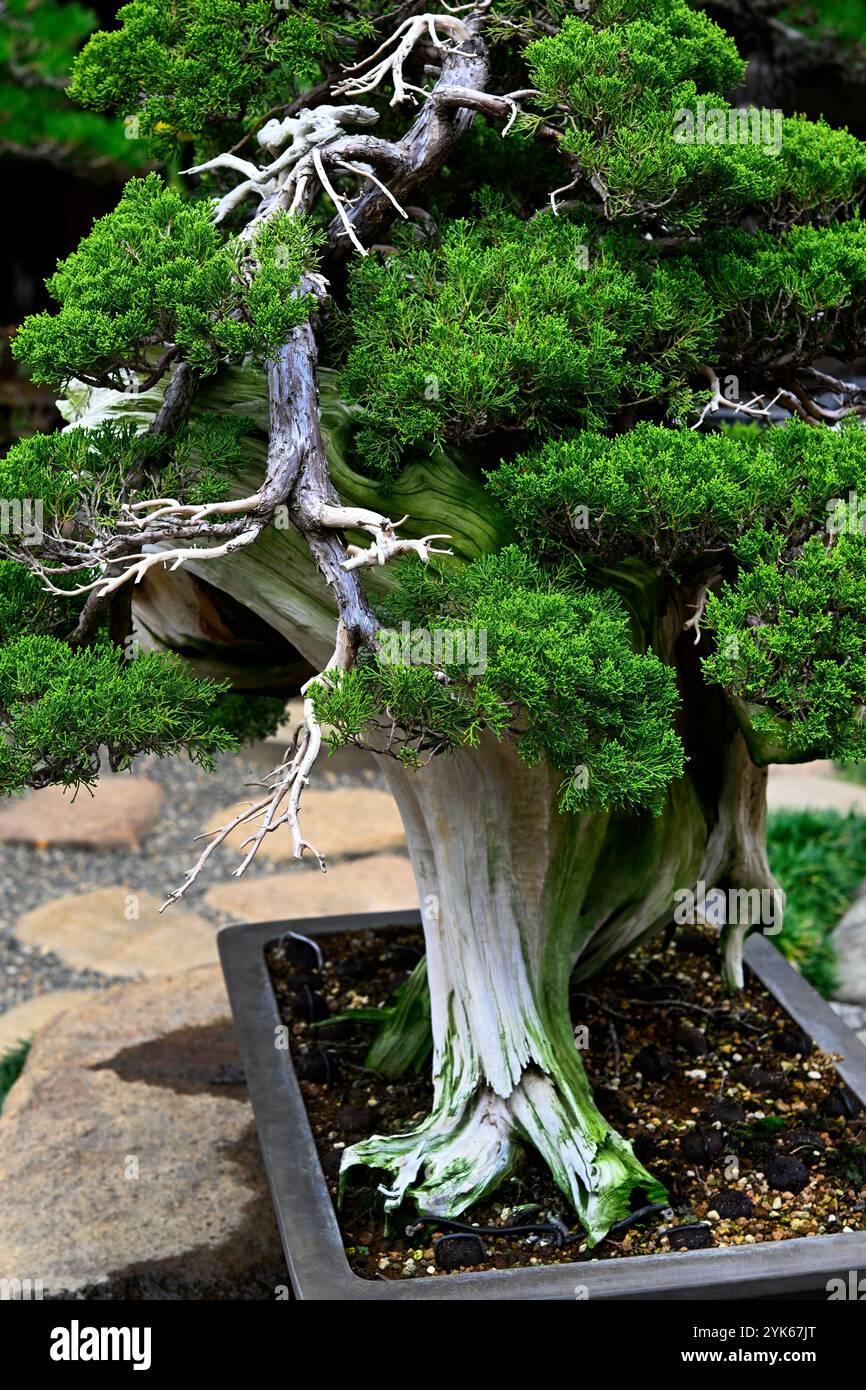 Bonsai Museum Tokyo Stock Photo - Alamy