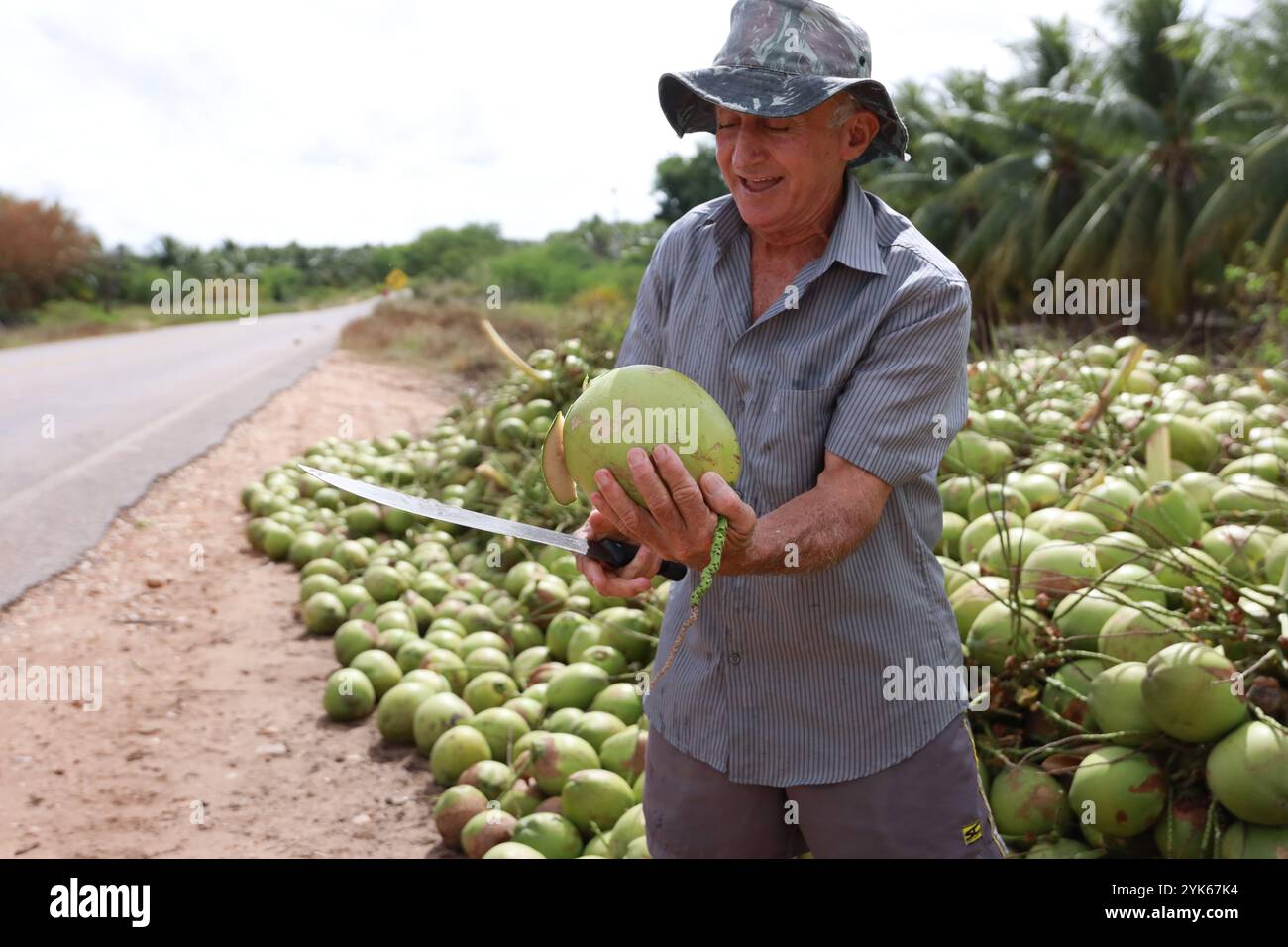 rodelas bahia, brazil - june 16, 2024: harvesting of green coconut in ...