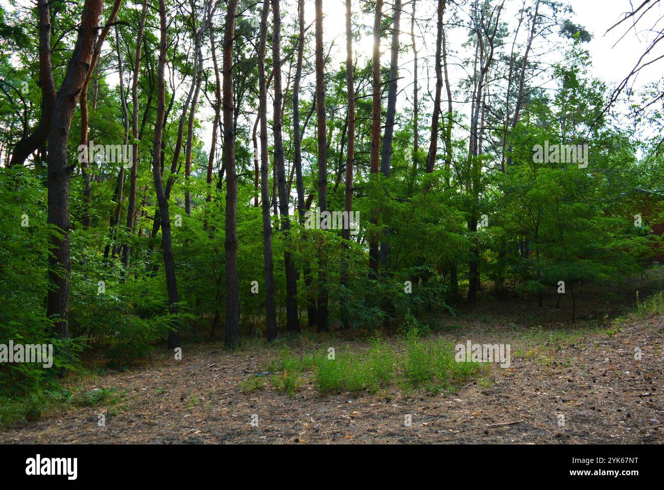 Beautiful nature, unusual coniferous and deciduous trees growing in the ...