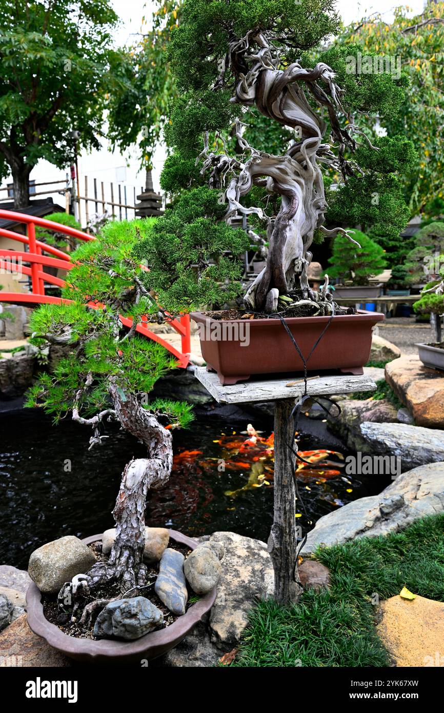 Bonsai Museum Tokyo Stock Photo - Alamy