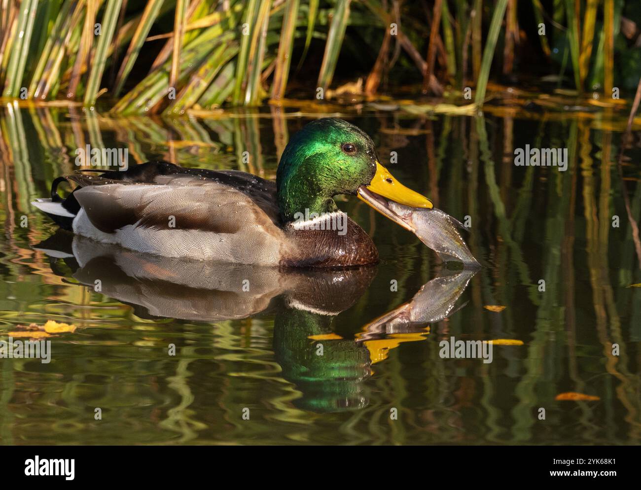 Different habitats hi-res stock photography and images - Alamy