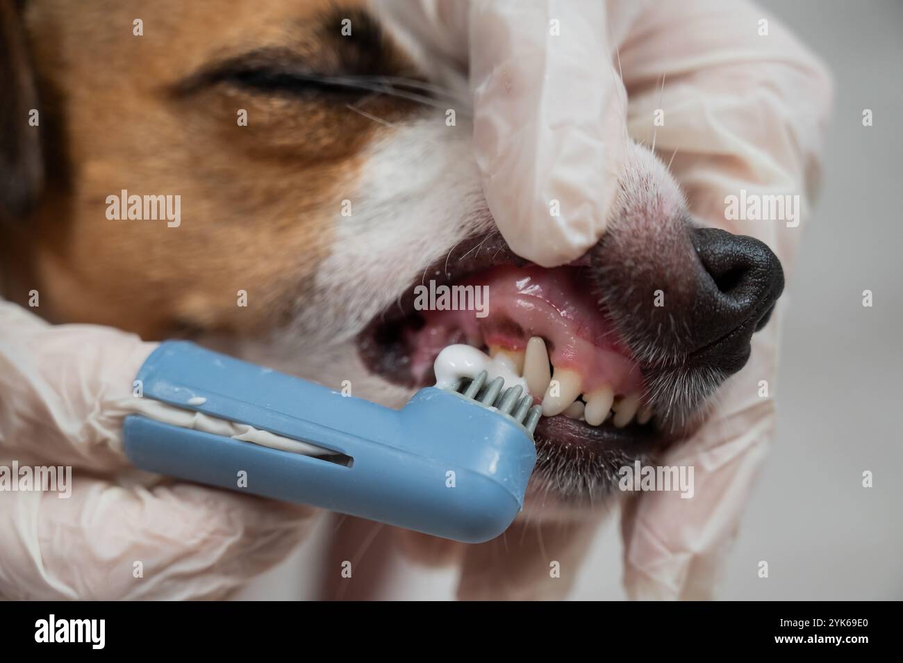 A vet is cleaning the teeth of a Jack Russell Terrier Stock Photo - Alamy