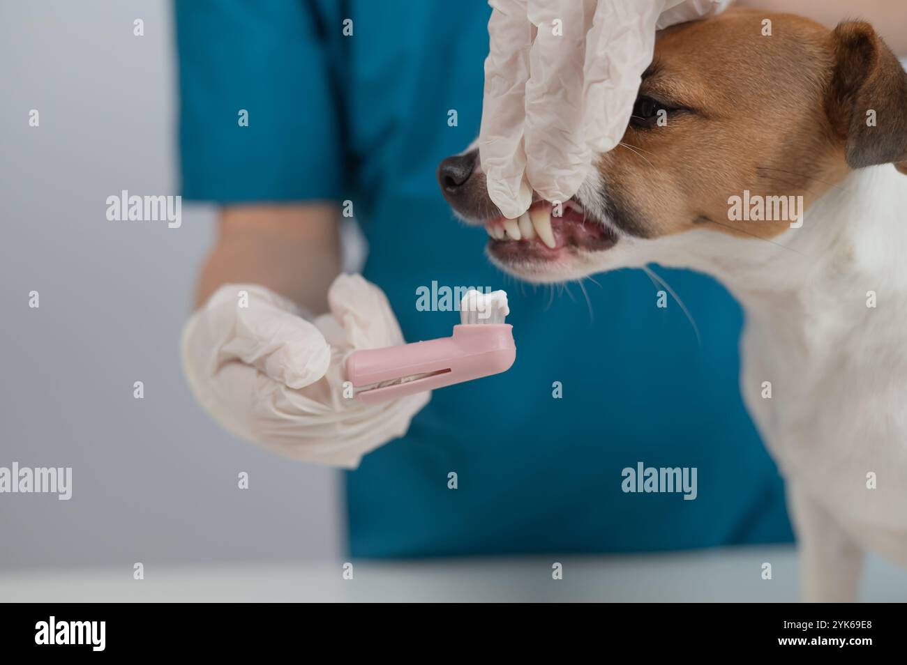 A vet is cleaning the teeth of a Jack Russell Terrier Stock Photo - Alamy