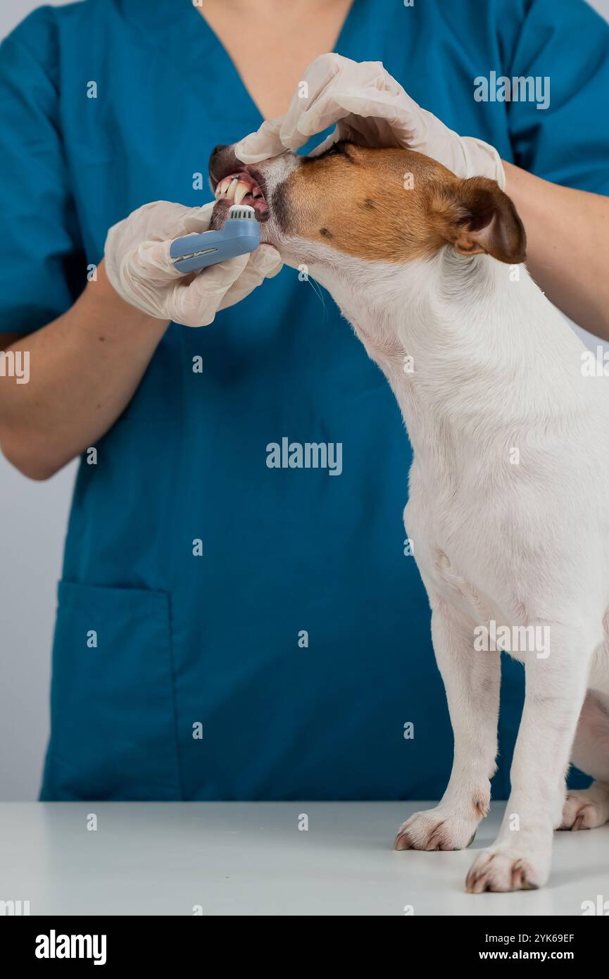 A vet is cleaning the teeth of a Jack Russell Terrier. Vertical photo ...