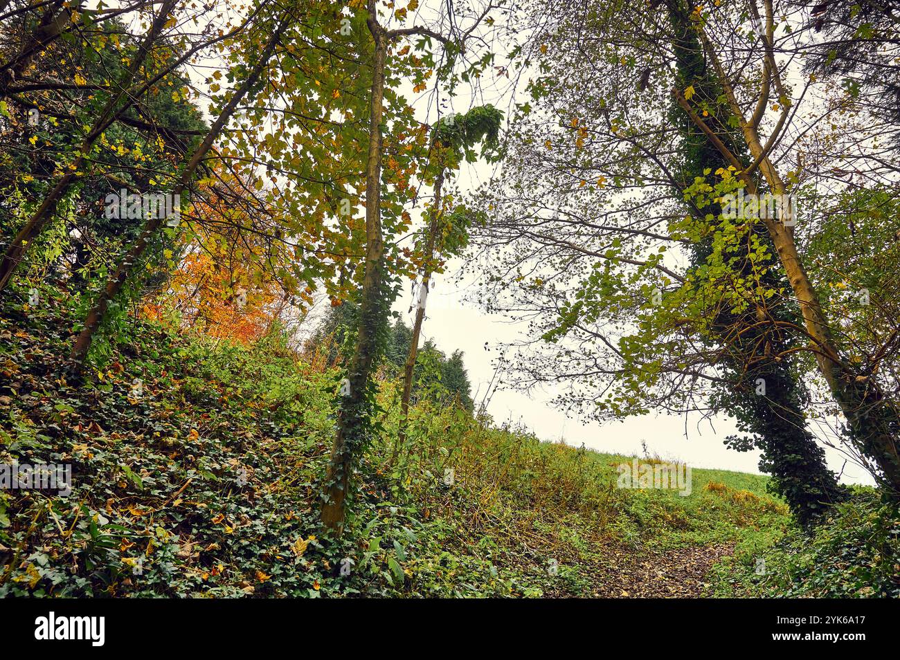 Autumn woodland on steep hi-res stock photography and images - Alamy