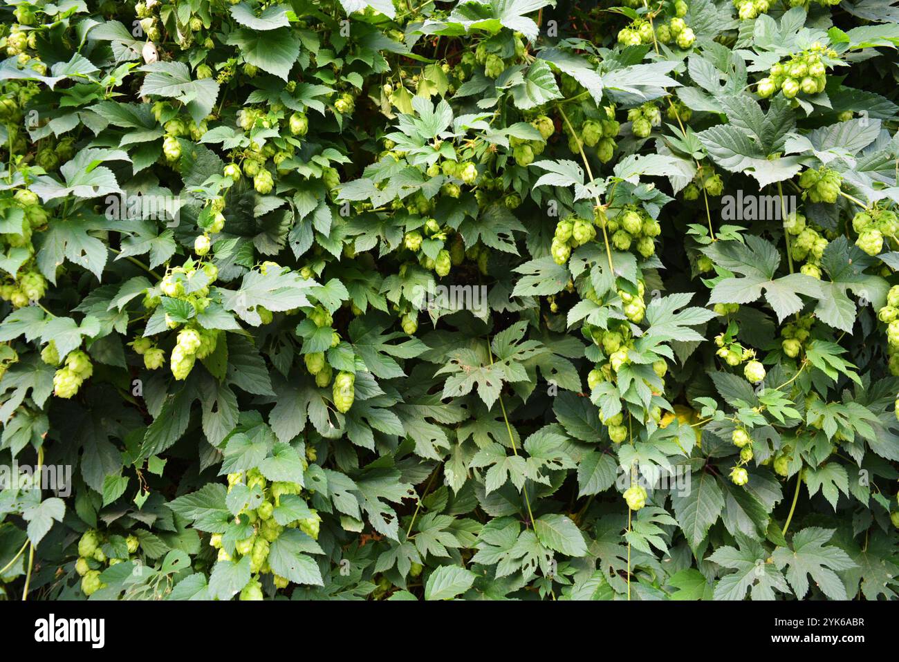 Hop fruits growing in the wild. Many green hop leaves, green background ...