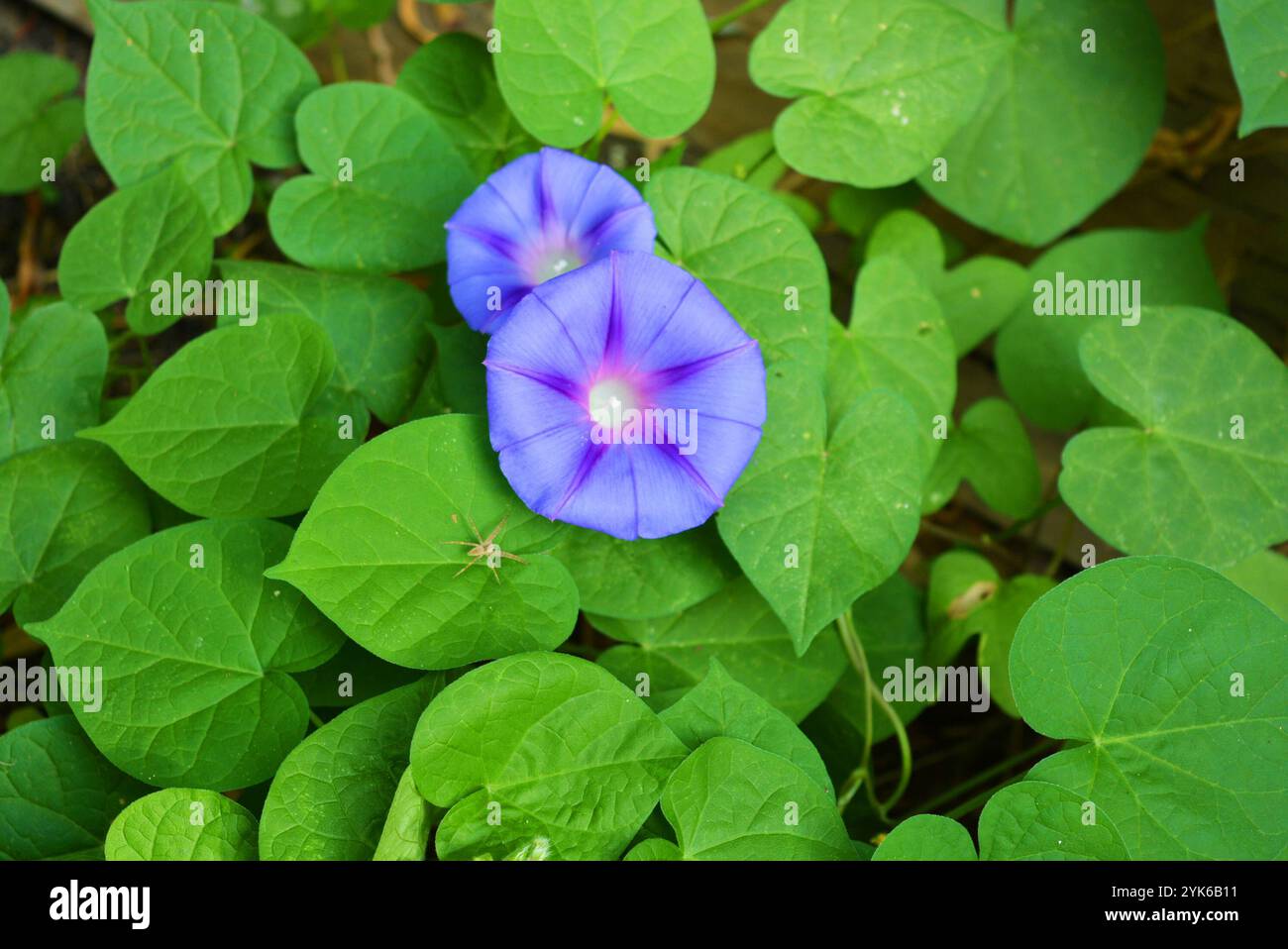 Clematis with purple bell shaped flowers hi-res stock photography and ...