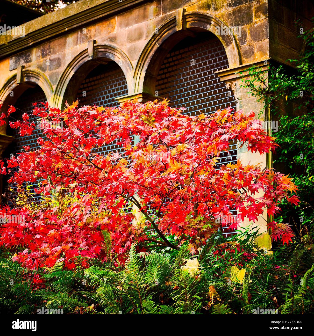 Acer tree in autumn infront of the Belvedere Pavillion in Avenham Park ...