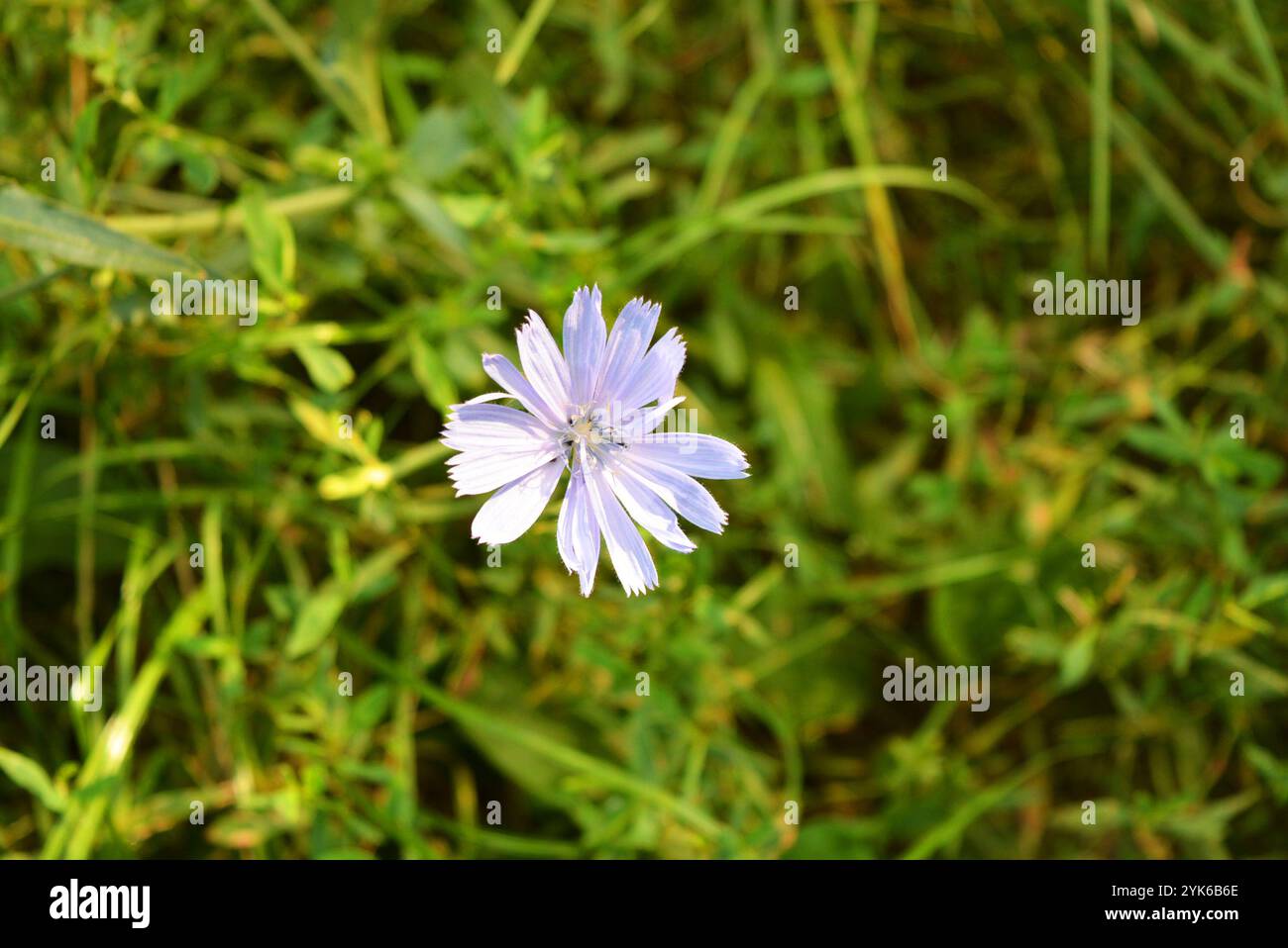 Beautiful and unusual nature, green thick grass, purple flowers of ...