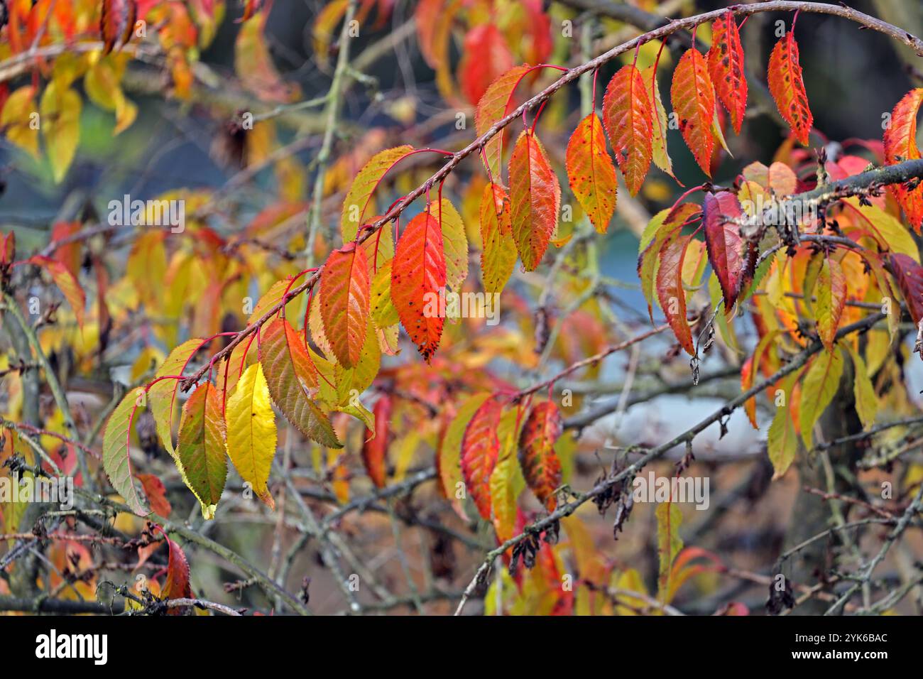 Zierformen der Kirsche Das bunte Herbstlaub der Japanischen ...