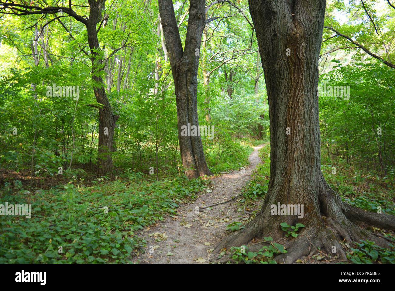 Beautiful nature, unusual coniferous and deciduous trees growing in the ...