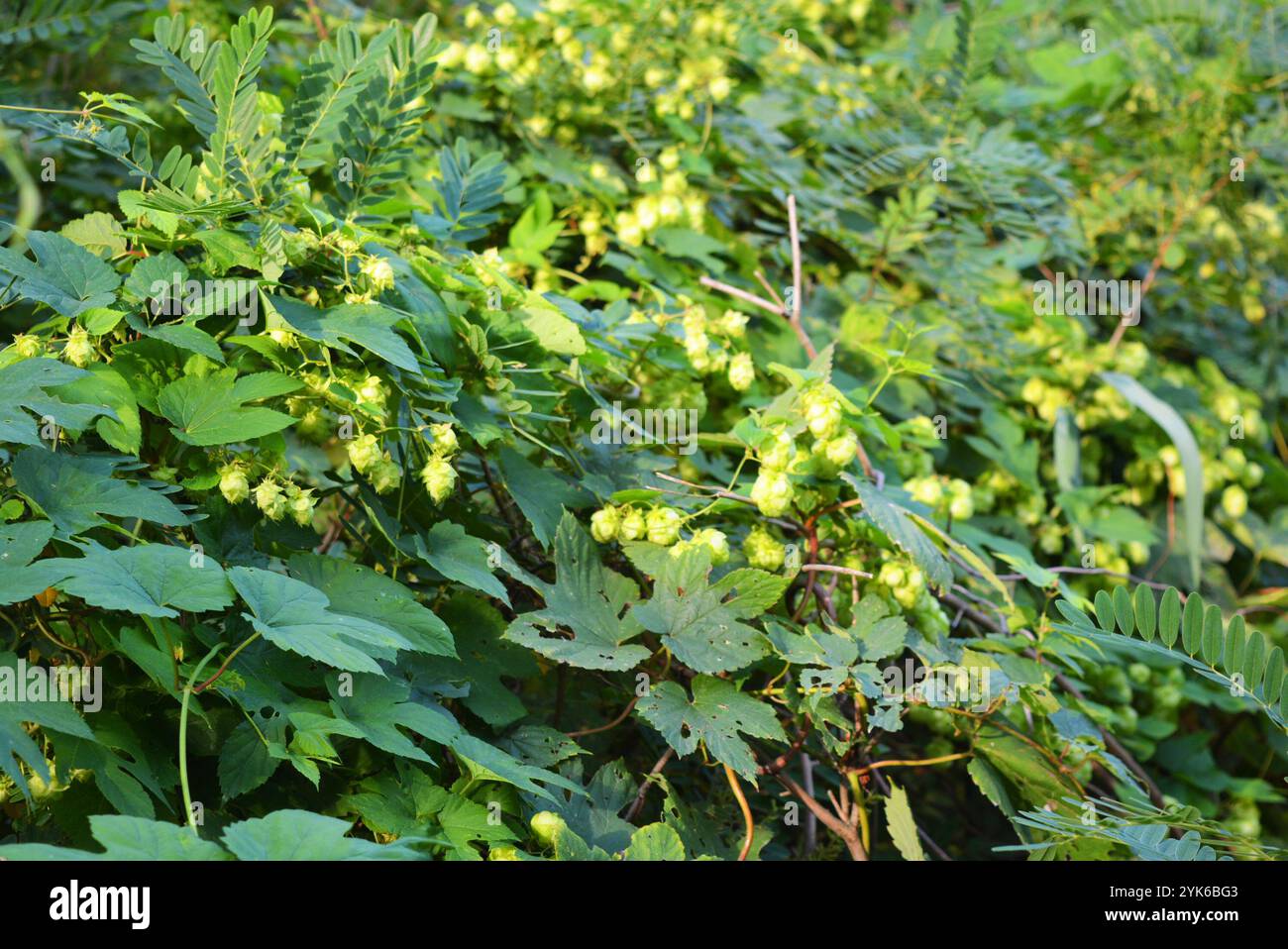 Hop fruits growing in the wild. Many green hop leaves, green background ...
