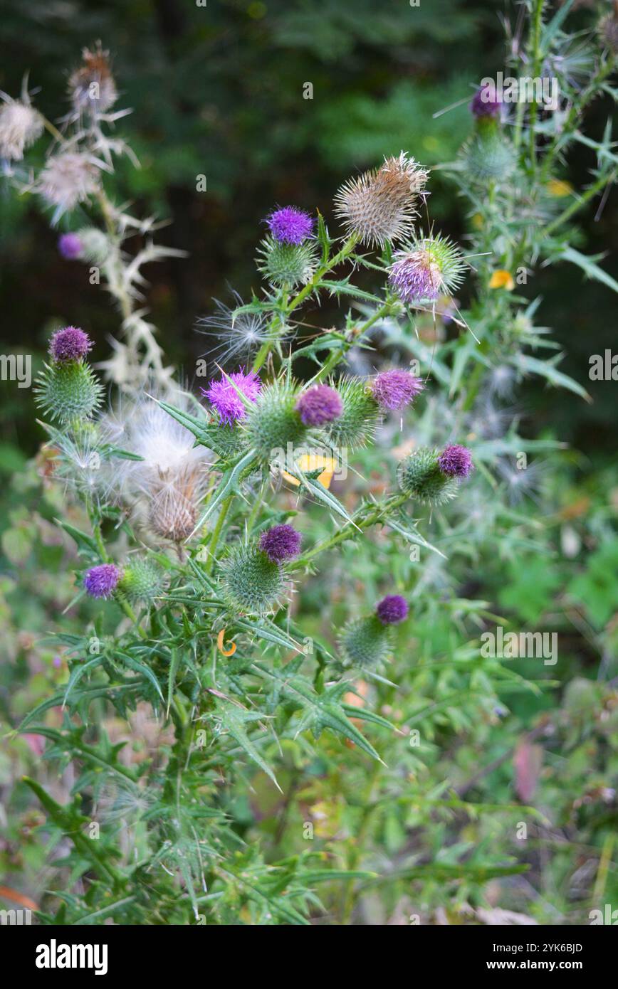 Beautiful and unusual plants, medicinal and medicinal herbs with thorns ...