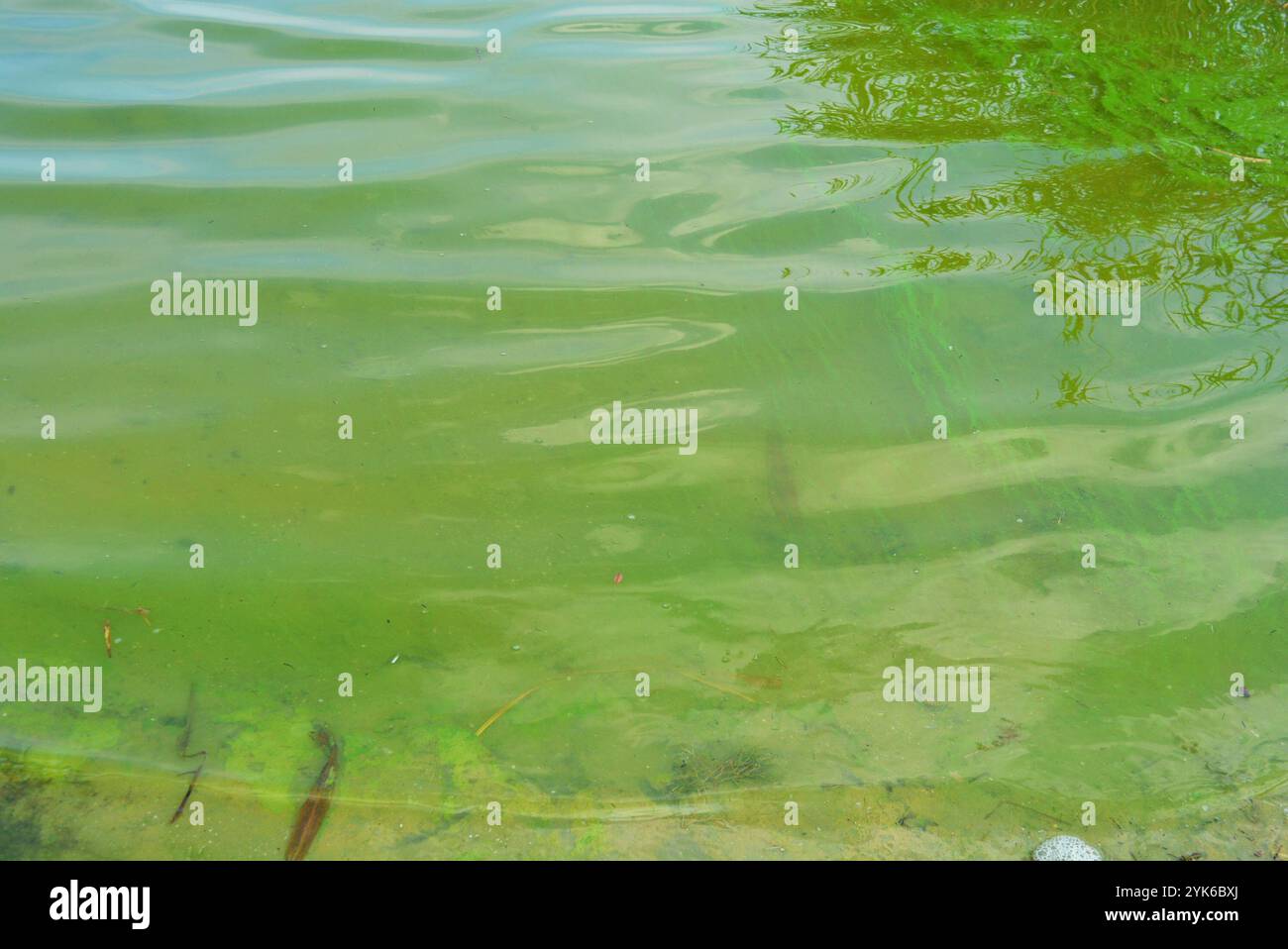 Samara river in Dnipro city, Ukraine. Lots of green blooming water ...