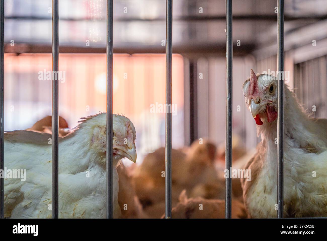 Close up of chickens in cages at large factory farm facility also known ...