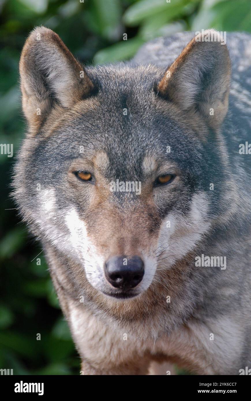 Fierce looking wolf hi-res stock photography and images - Alamy