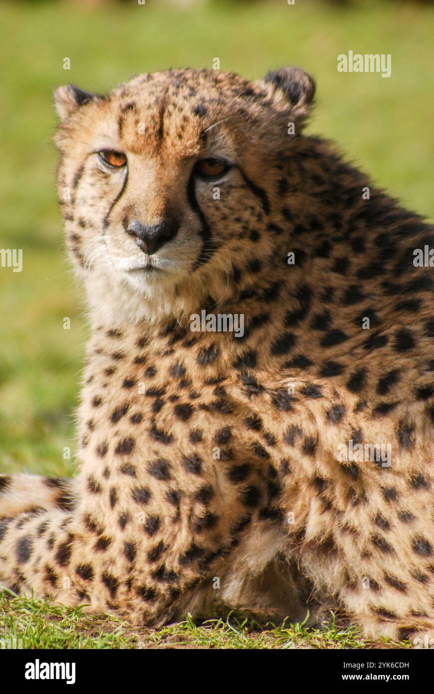 Cheetah african predator mammal hi-res stock photography and images - Alamy