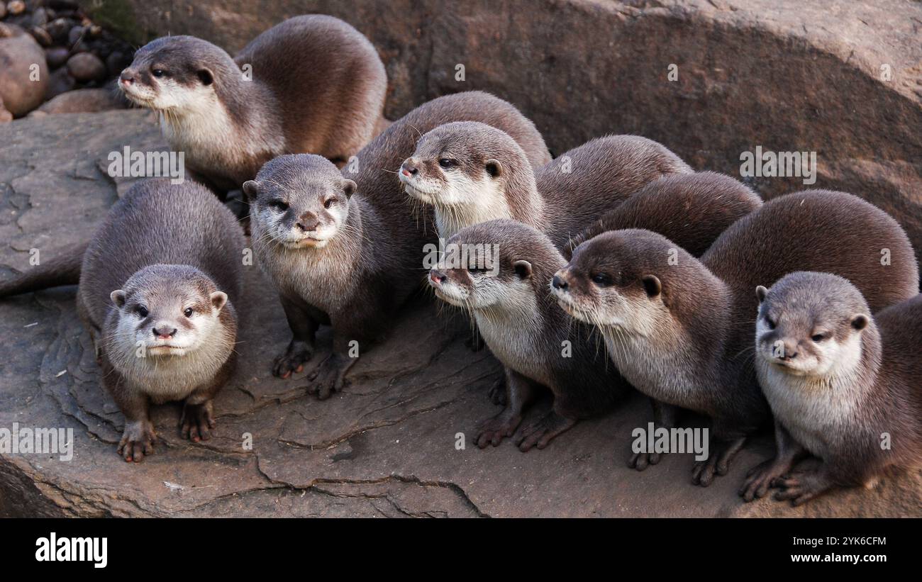 River Otter in Devon, England Stock Photo - Alamy