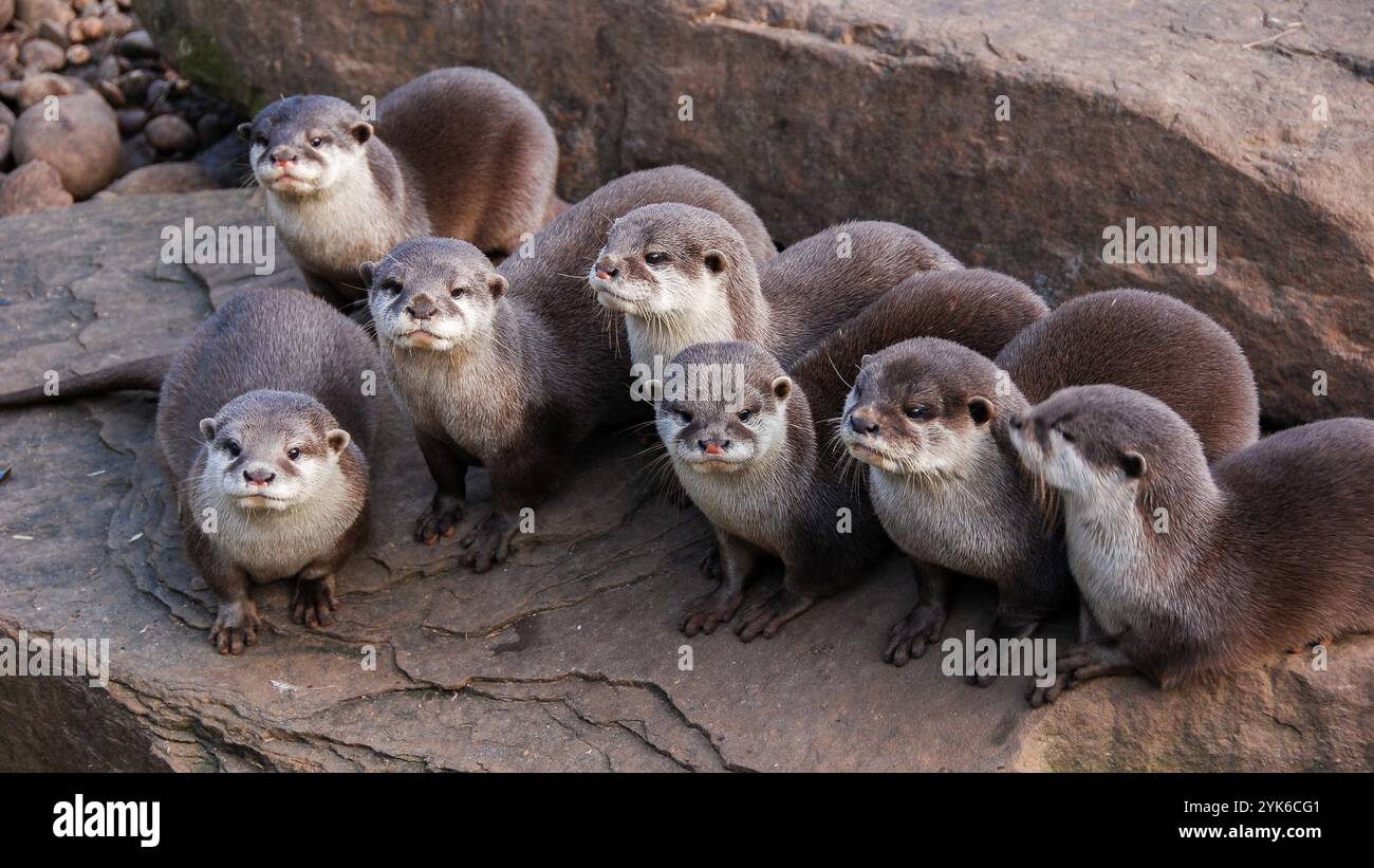 River Otter in Devon, England Stock Photo - Alamy