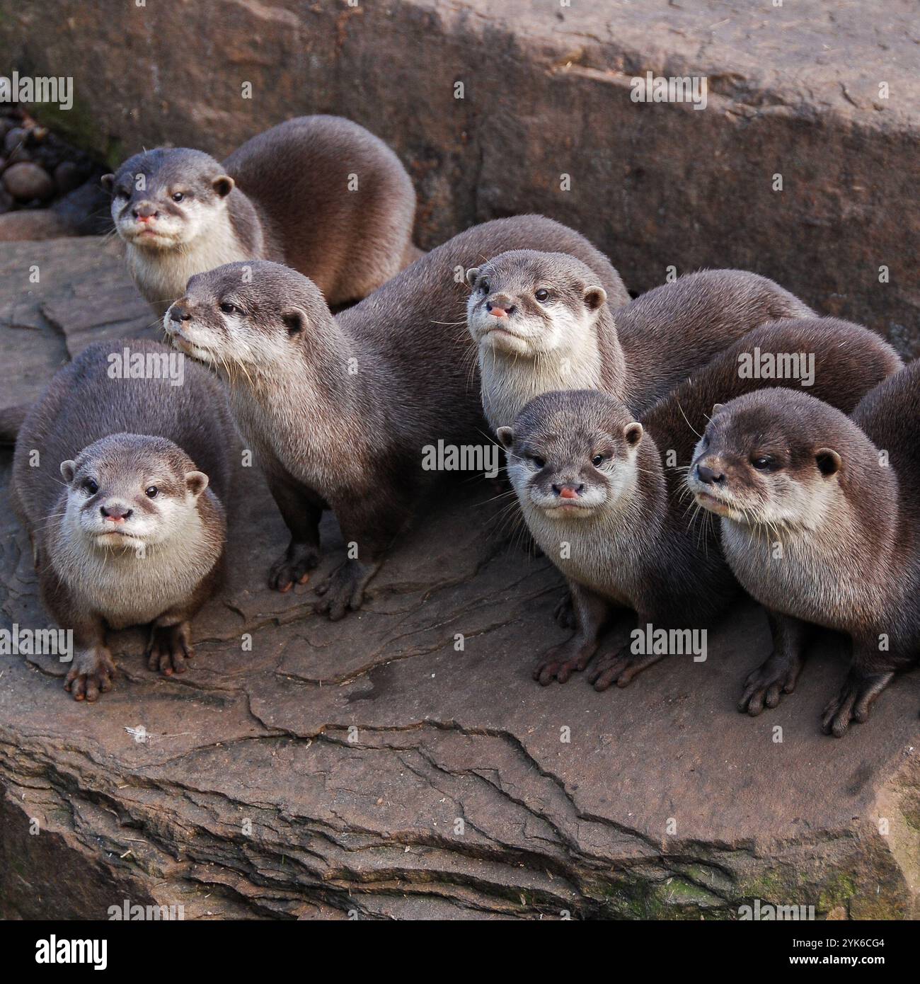 River Otter in Devon, England Stock Photo - Alamy