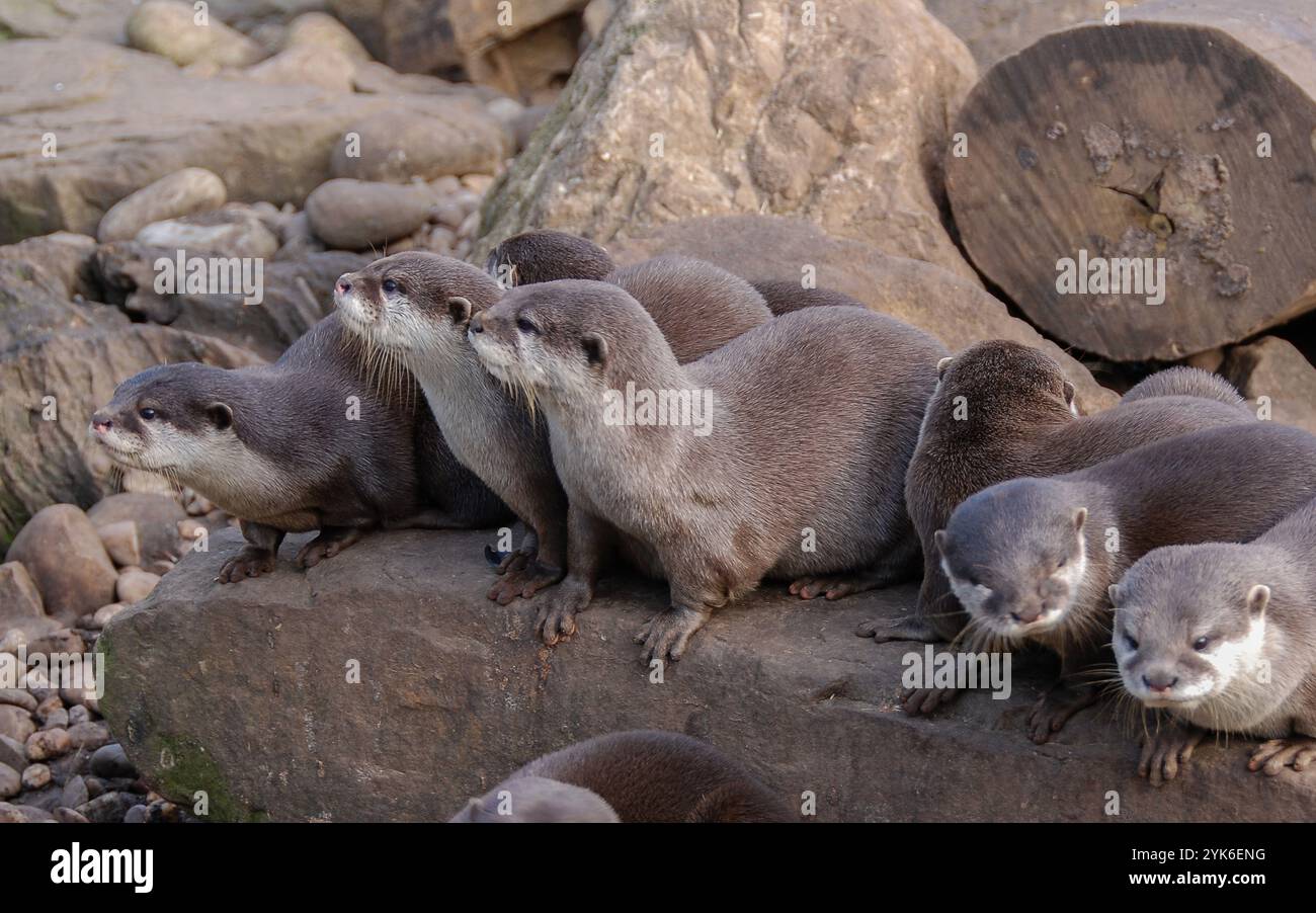River Otter in Devon, England Stock Photo - Alamy