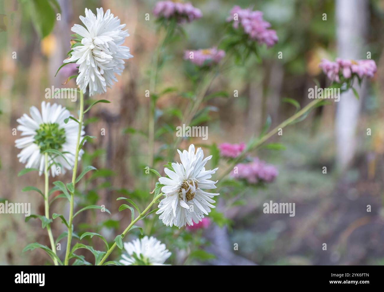 White asters, which are one of the most common types of aster flowers in gardens. The delicate ...