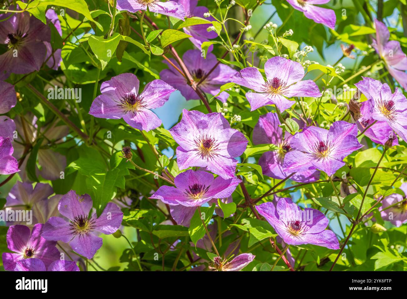 Spring Flowering Downy Clematis (Clematis macropetala). Close up of ...