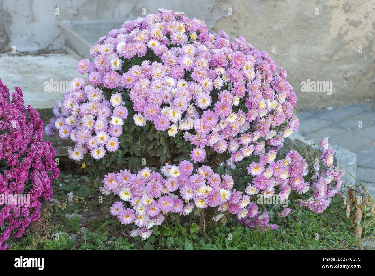 Chrysanthemums with white and pink flowers in the garden, a large ...