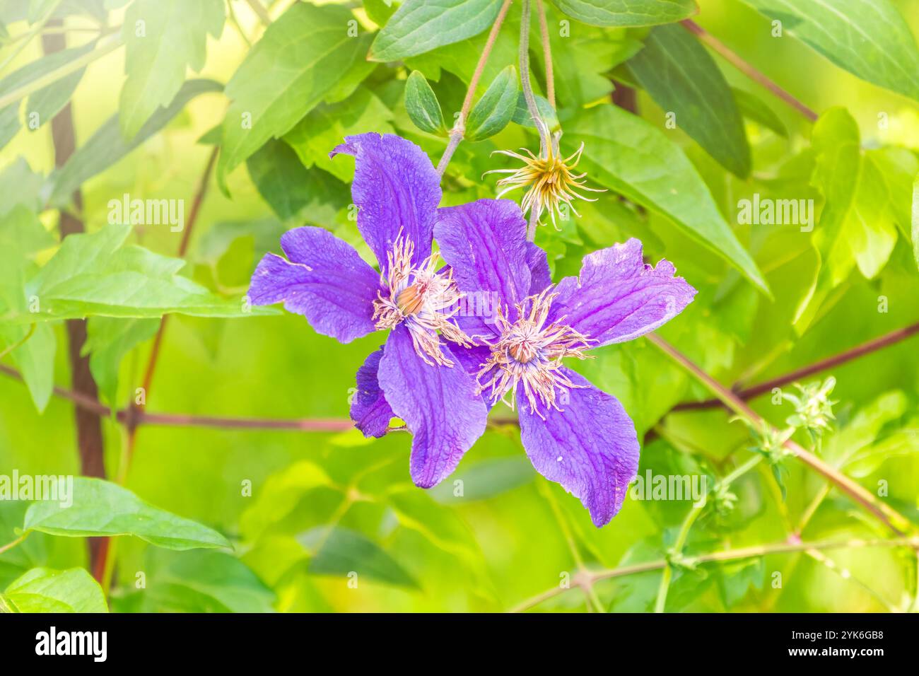 Spring Flowering Downy Clematis (Clematis macropetala). Close up of ...