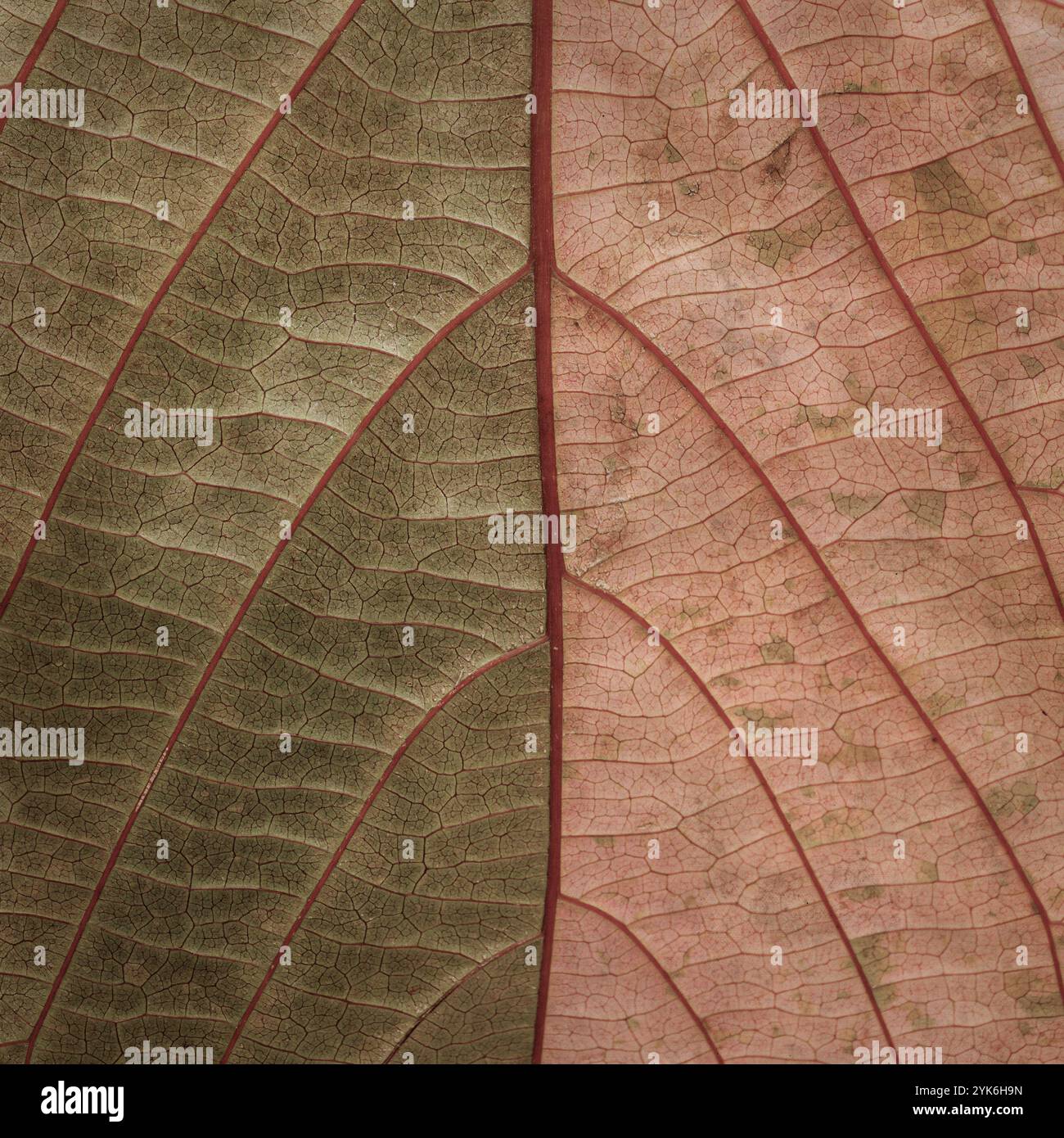 stylish square textured old paper background with Colorful leaf of ...