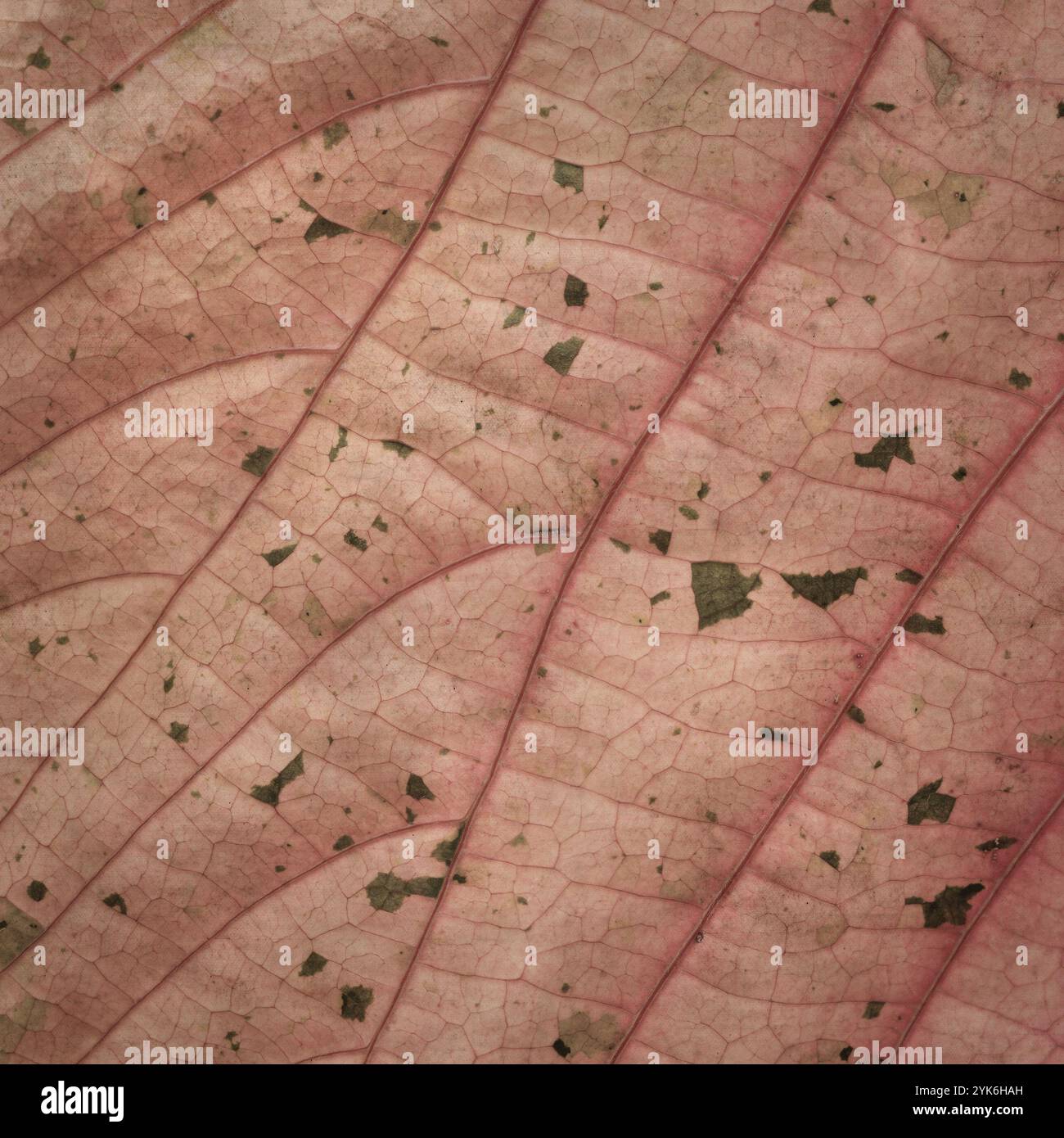 stylish square textured old paper background with Colorful leaf of ...