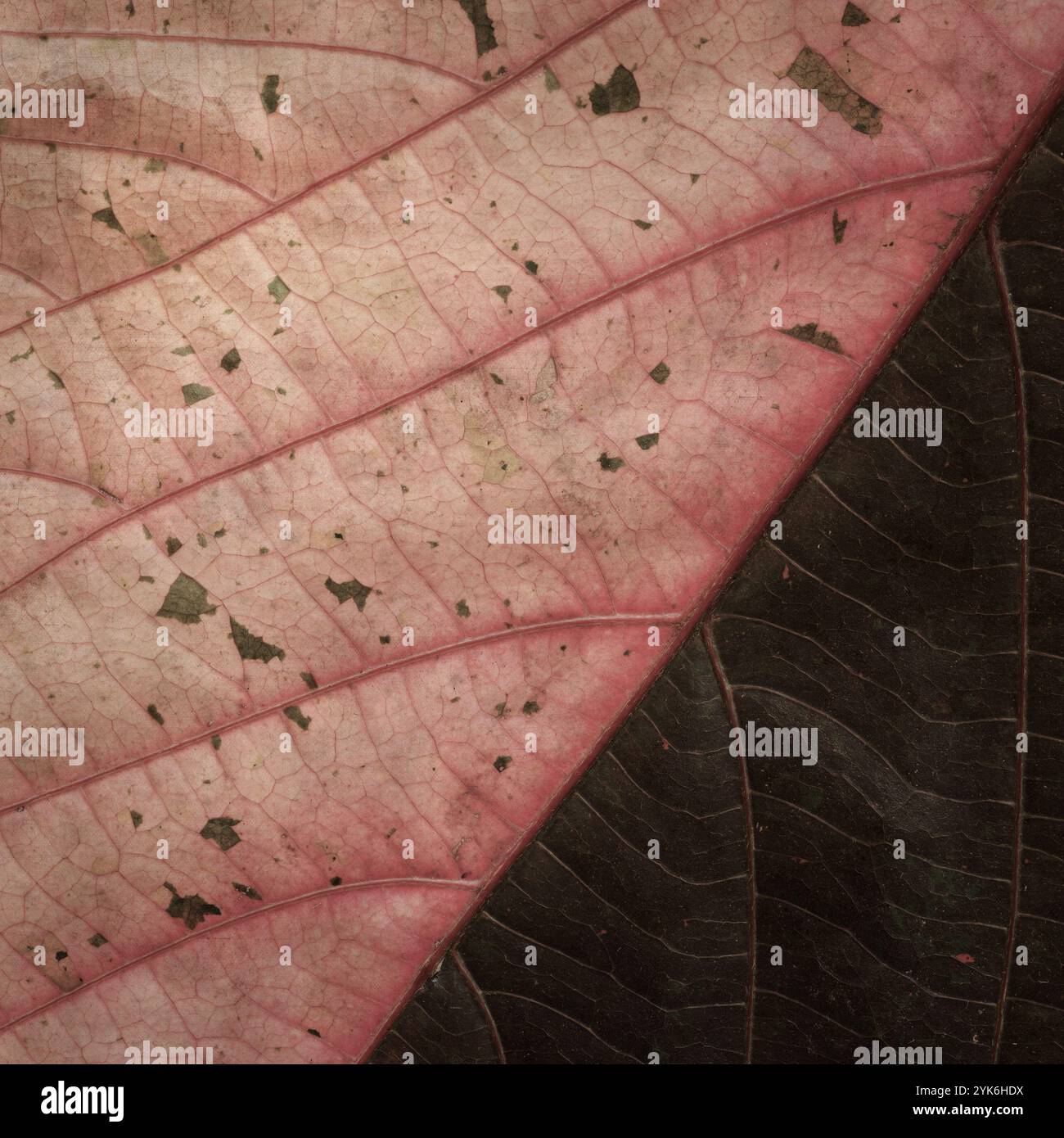 stylish square textured old paper background with Colorful leaf of ...