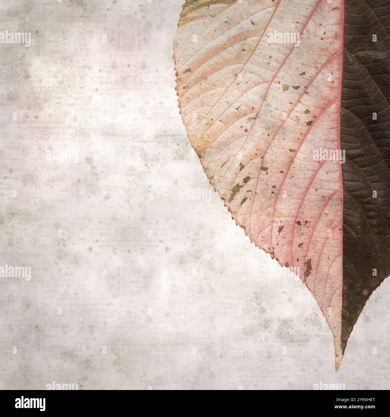 stylish square textured old paper background with Colorful leaf of ...