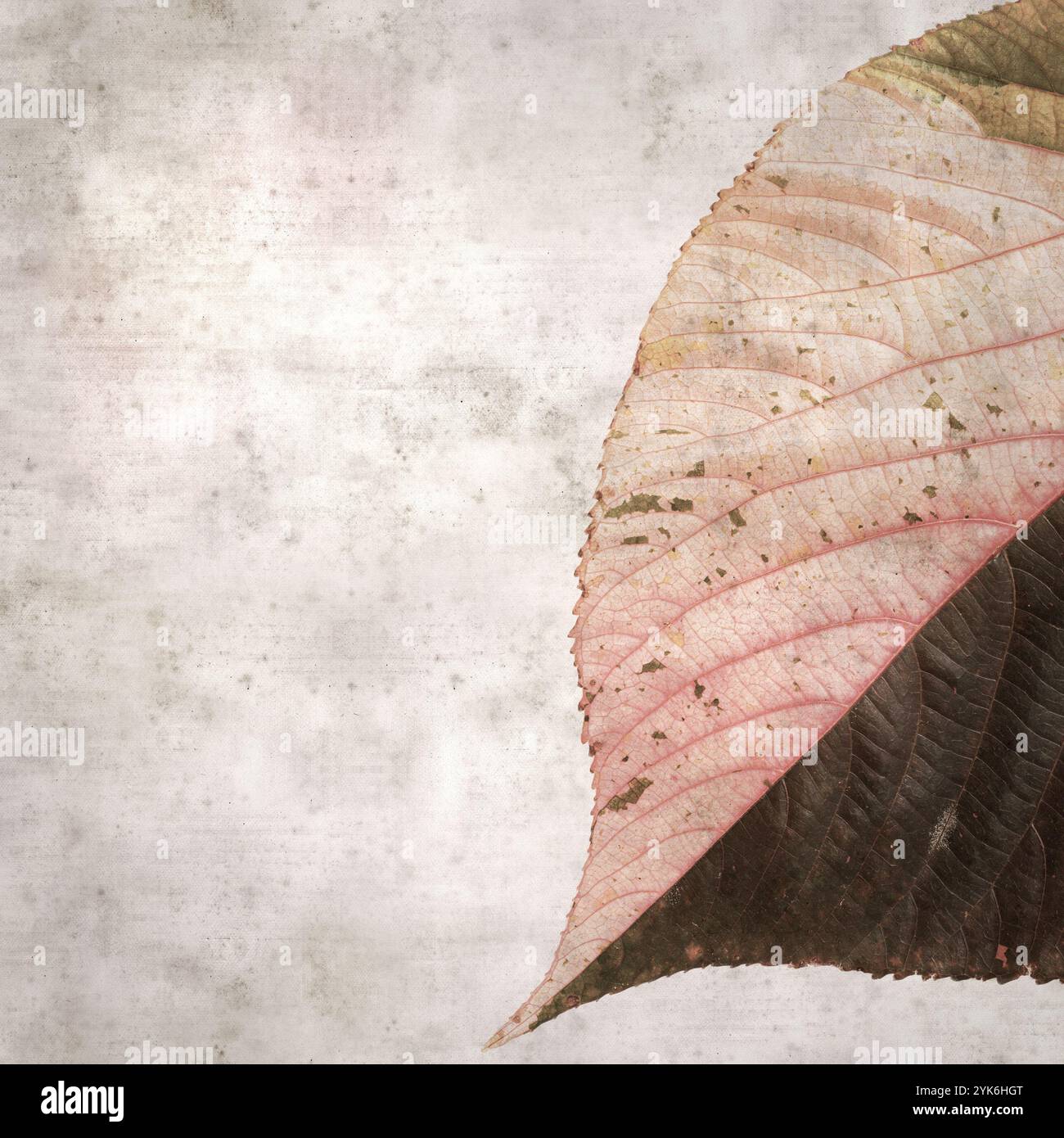 stylish square textured old paper background with Colorful leaf of ...