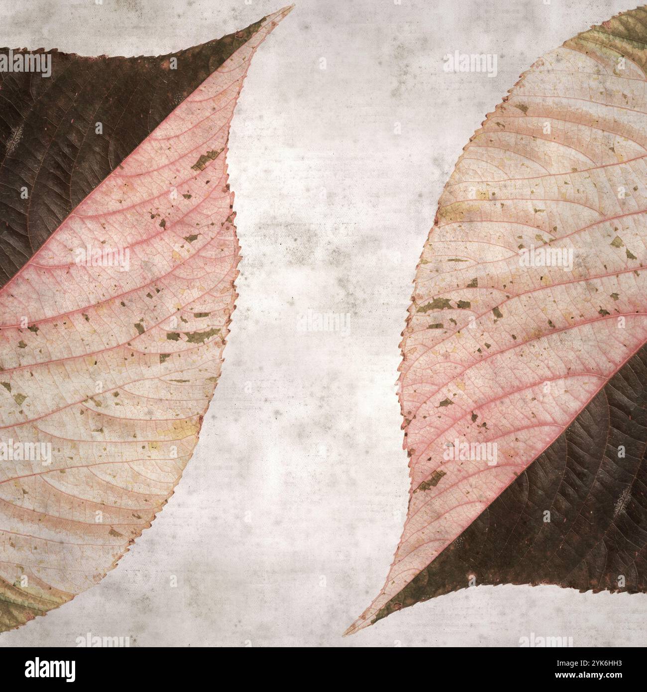 stylish square textured old paper background with Colorful leaf of ...