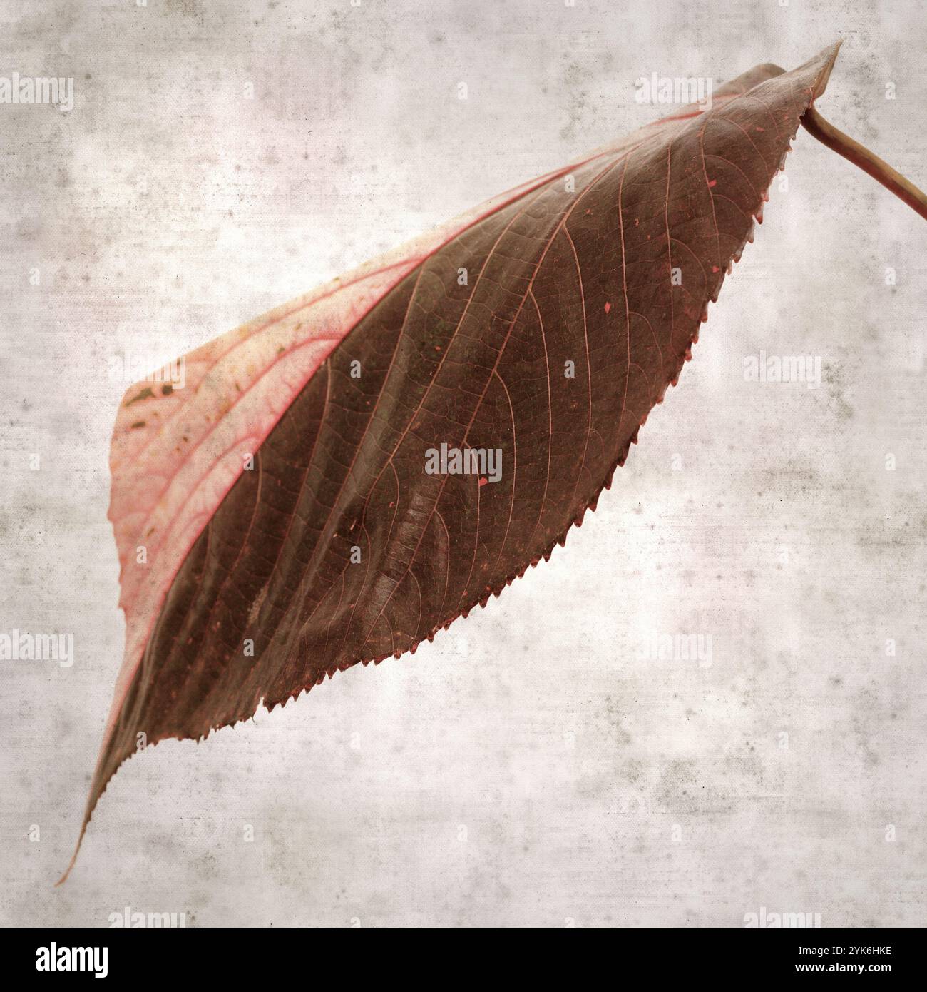 stylish square textured old paper background with Colorful leaf of ...