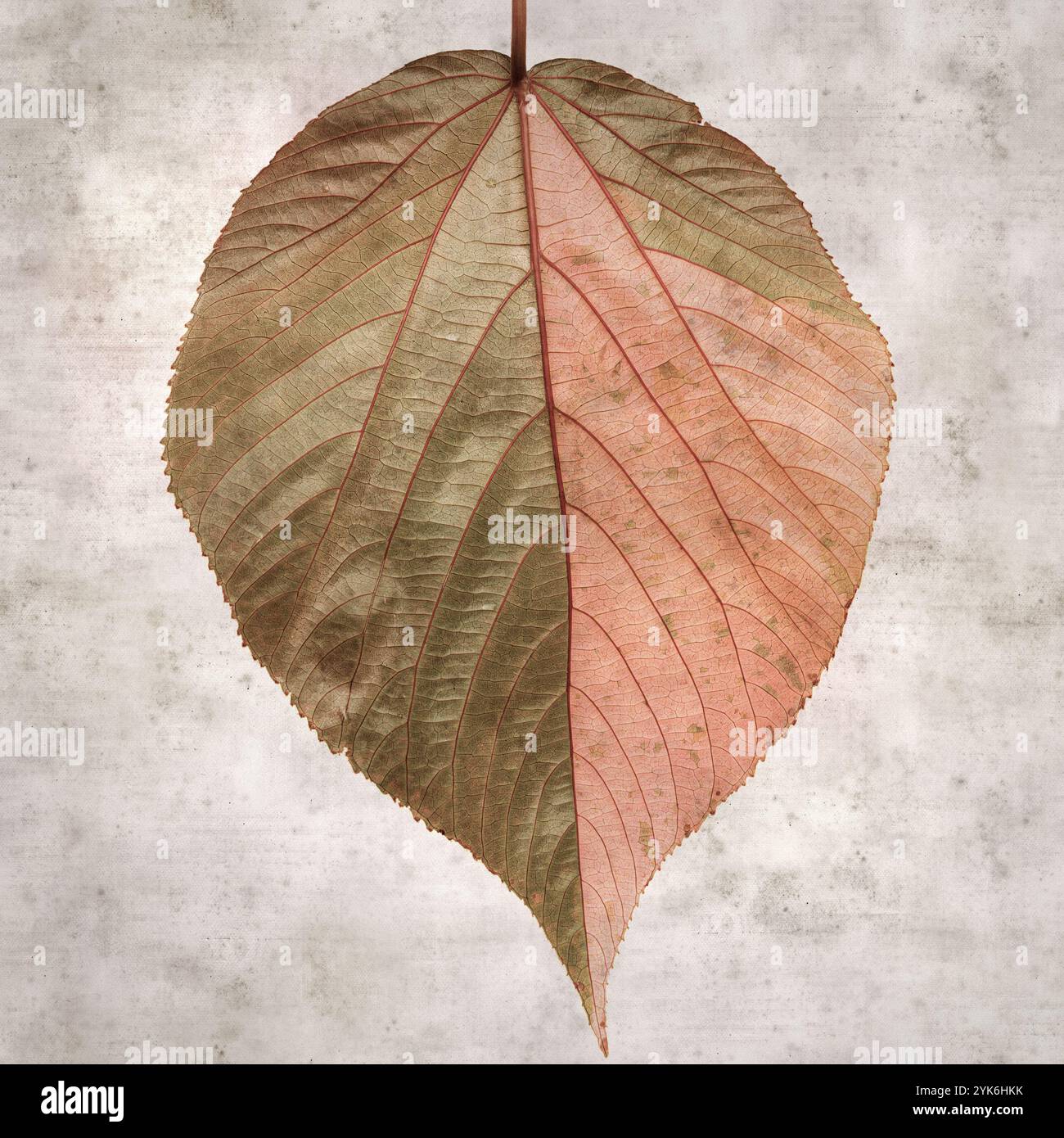 stylish square textured old paper background with Colorful leaf of ...