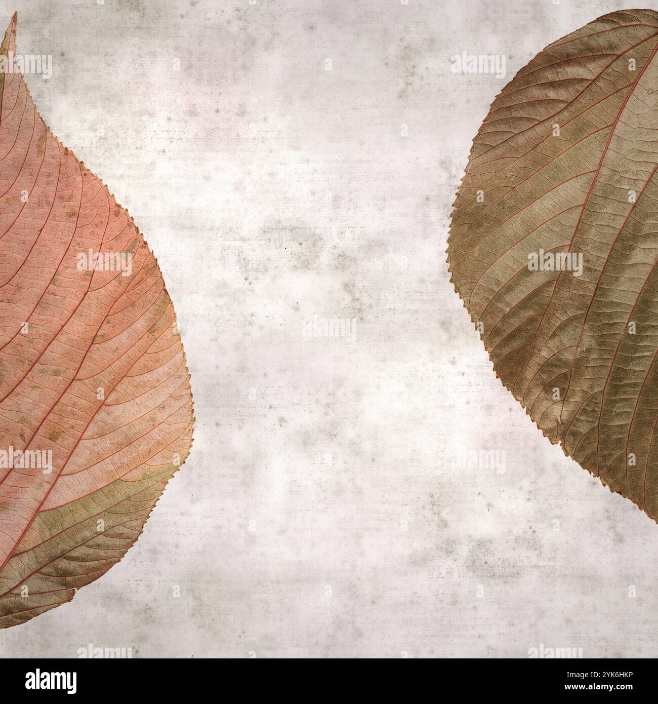 stylish square textured old paper background with Colorful leaf of ...