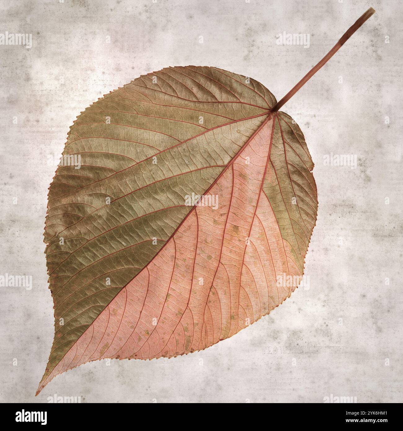 stylish square textured old paper background with Colorful leaf of ...