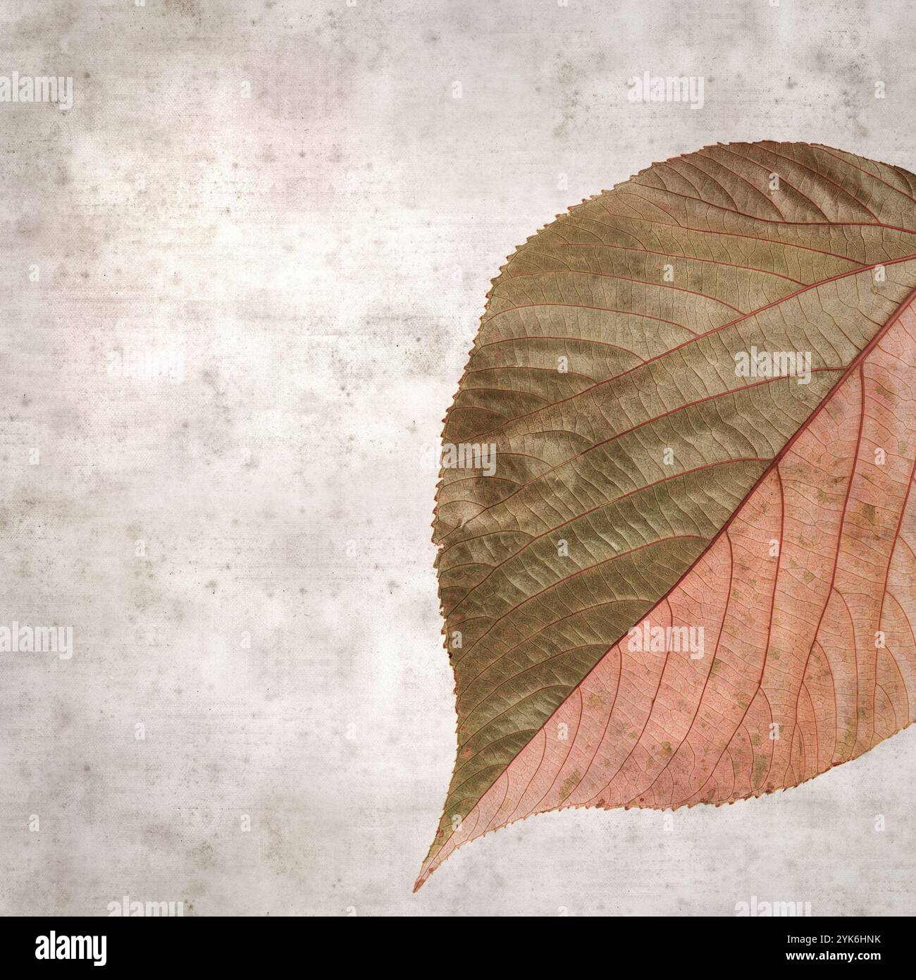 stylish square textured old paper background with Colorful leaf of ...
