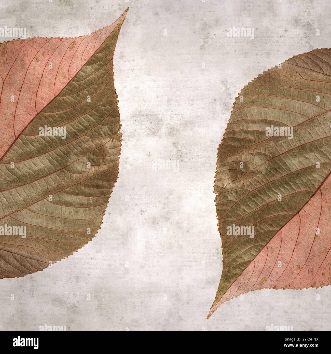 stylish square textured old paper background with Colorful leaf of ...